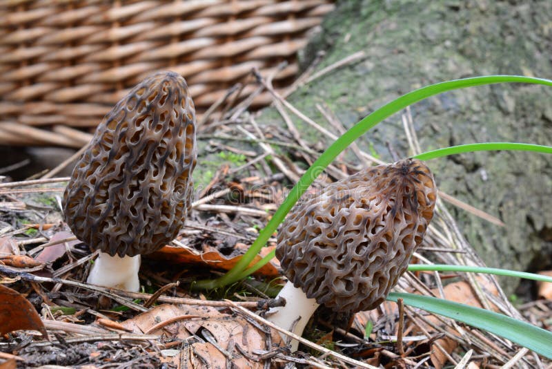 Dos Setas De La Morilla Negra Antes De Coger Foto de archivo - Imagen ...