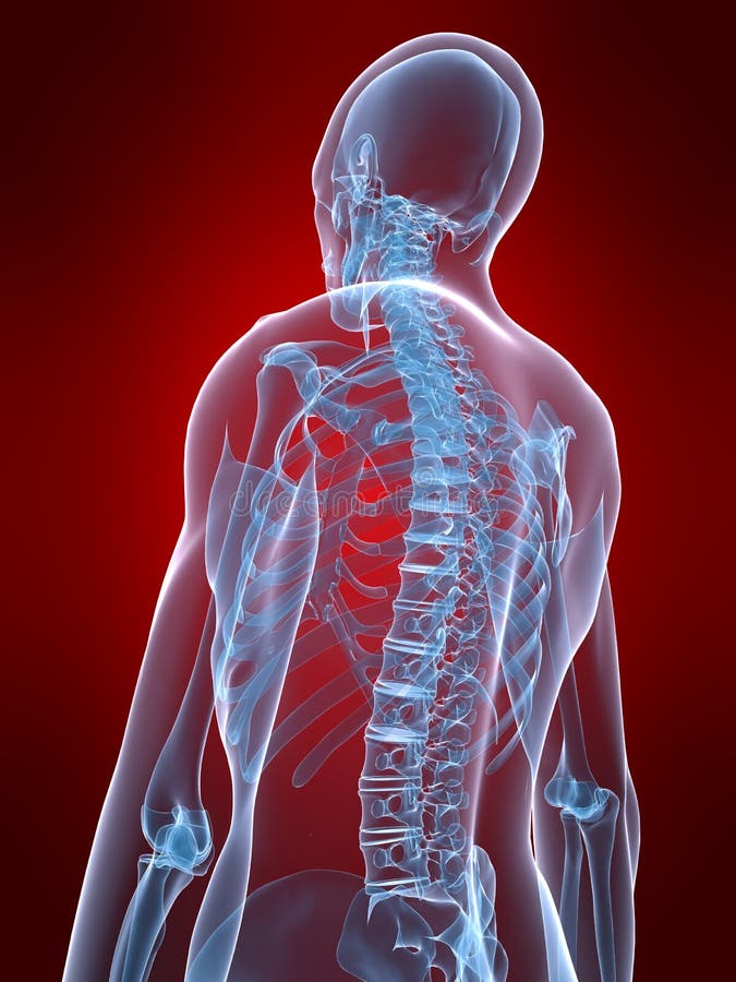 Dos squelettique humain illustration stock. Illustration du humain ...