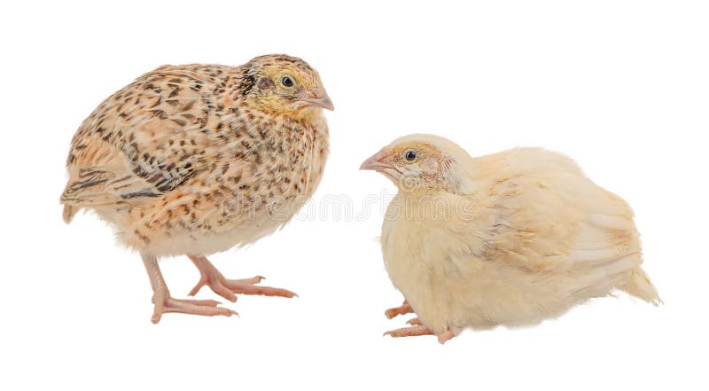 Dos Tipos De Codorniz Aisladas En Fondo Blanco Foto de archivo - Imagen ...