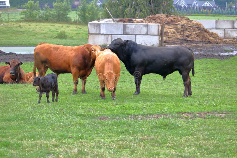 Dos Toros Vacuno Apareándose En El Campo Foto de archivo - Imagen de ...