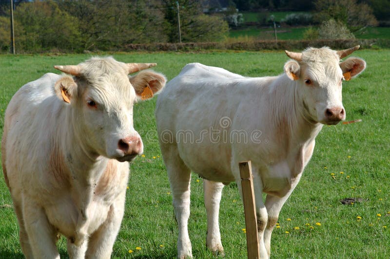 Dos vacas foto de archivo. Imagen de campo, manada, hierba - 1028936