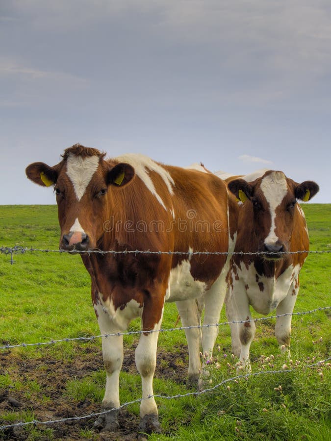 Dos vacas foto de archivo. Imagen de standing, ganado - 11283744