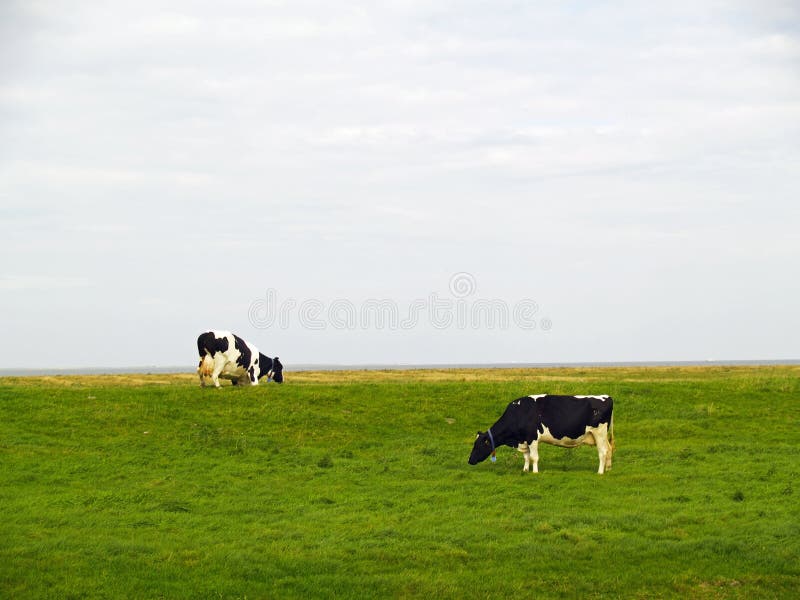 Dos vacas imagen de archivo. Imagen de animales, alemania - 11451233