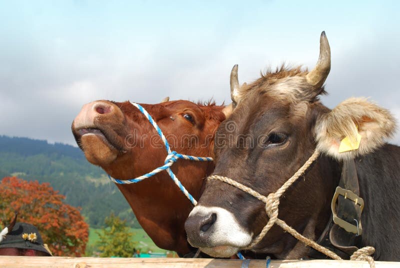 Dos vacas foto de archivo. Imagen de ganados, vacas, mercado - 13684228