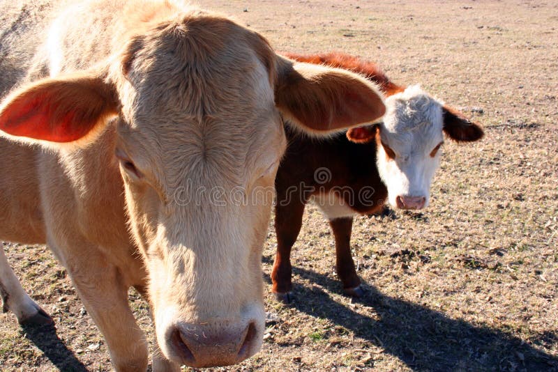 Dos vacas foto de archivo. Imagen de cuero, paste, prado - 1411018