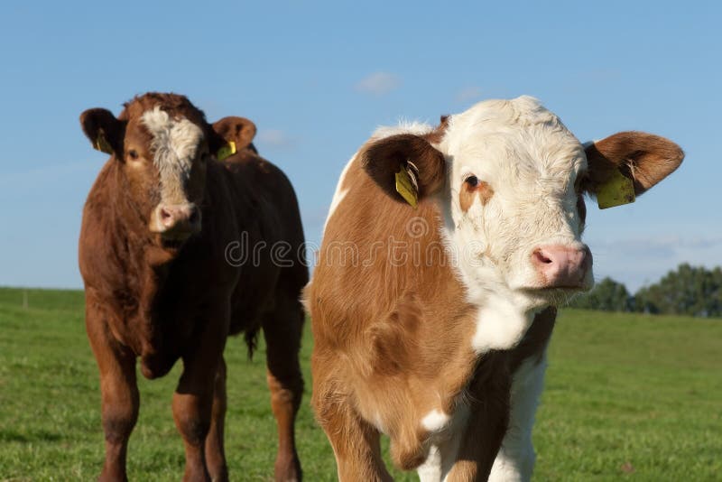 Dos vacas imagen de archivo. Imagen de resorte, hierba - 16371627