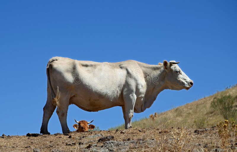 Dos vacas foto de archivo. Imagen de campo, producci - 33262384