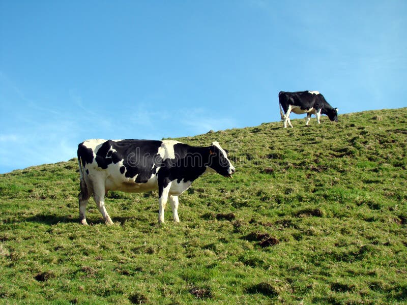 Dos vacas foto de archivo. Imagen de prado, rural, afuera - 5074214