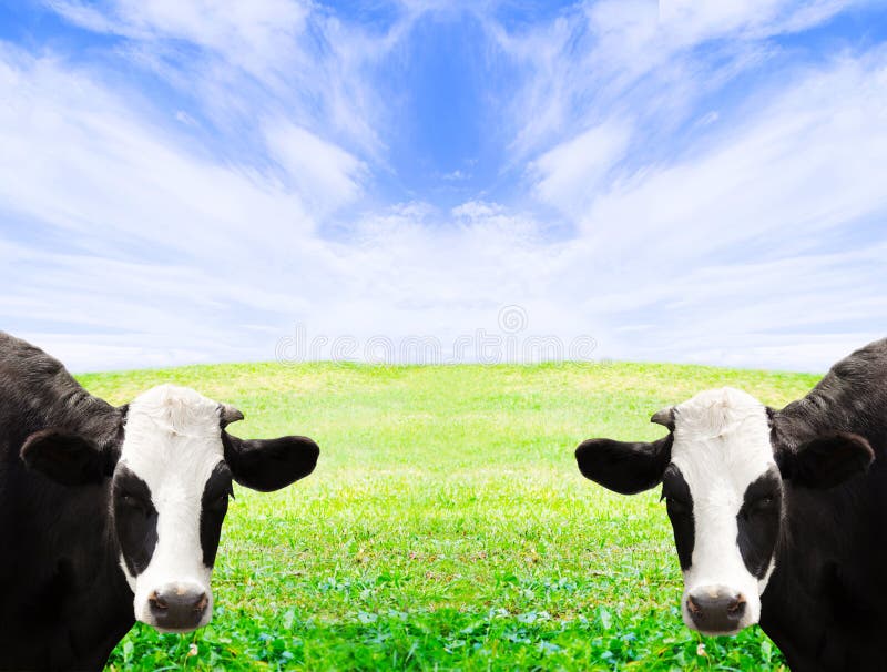 Dos vacas foto de archivo. Imagen de pasto, vacas, mascotas - 56164252