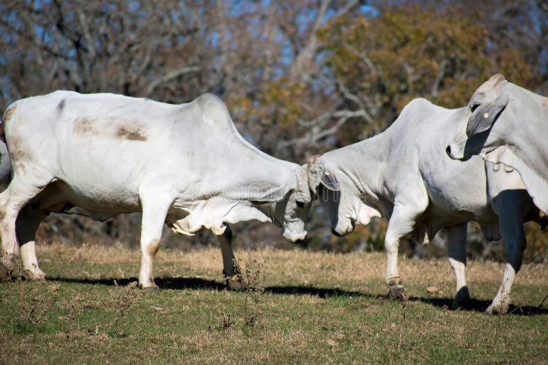 Ganado Del Brahman Dos Vacas En Granja Foto de archivo - Imagen de ...