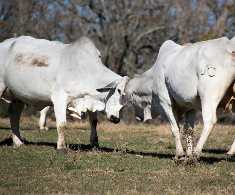 El Luchar De Las Vacas De Brahma Foto de archivo - Imagen de fondo ...