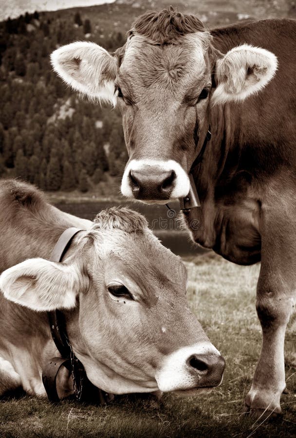 Dos vacas en pasto imagen de archivo. Imagen de vacas - 105471905