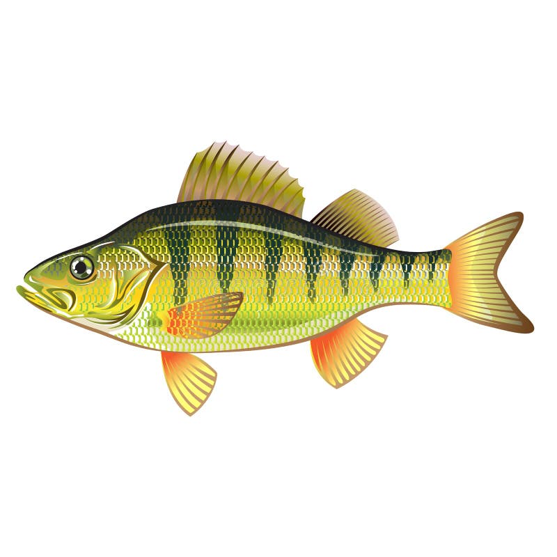 Perche - Illustration De Vecteur Des Poissons D'eau Douce Illustration ...