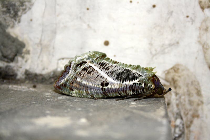 Dot-underwing Moth (Eudocima Materna) in Resting Position : (pix Sanjiv ...