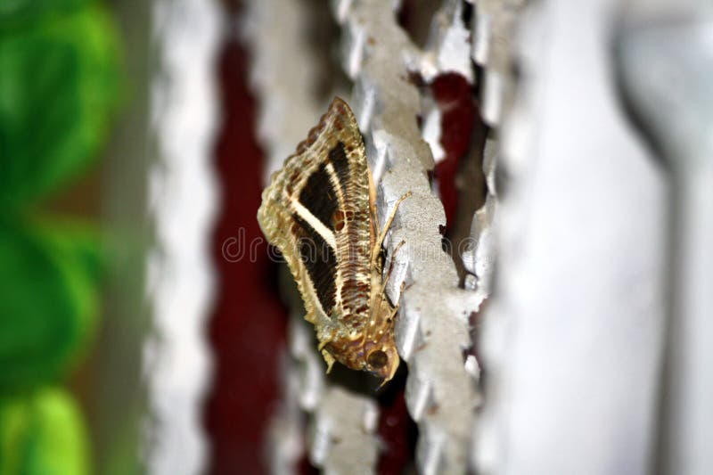 Dot-underwing Moth (Eudocima Materna) in Resting Position : (pix Sanjiv ...