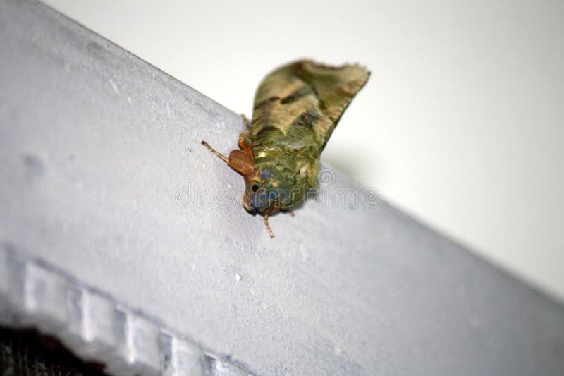 Dot-underwing Moth (Eudocima Materna) in Resting Position : (pix Sanjiv ...