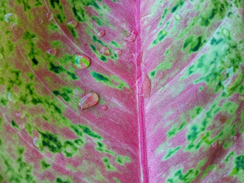Dot Water on Decorative Leaf Stock Image - Image of decorative, texture ...