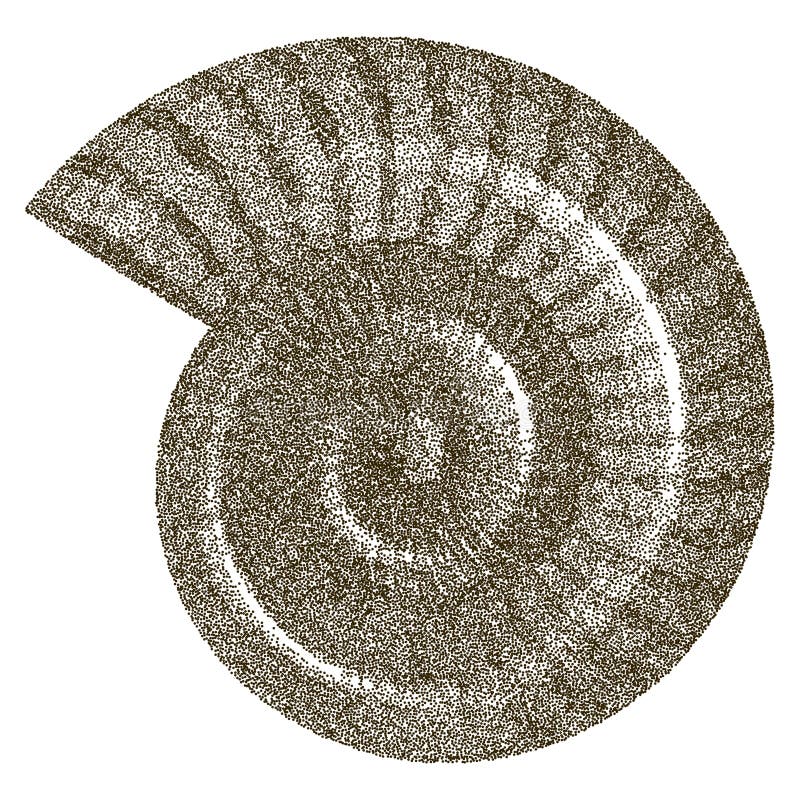 Doted Ammonite Shell stock vector. Illustration of perisphinctes ...