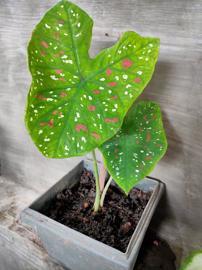 The dots caladium stock photo. Image of green, petal - 221498844