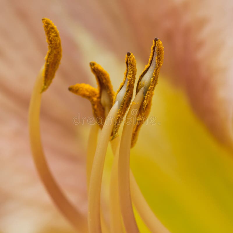 Dots of Pollen stock image. Image of square, stigma, lily - 28033813