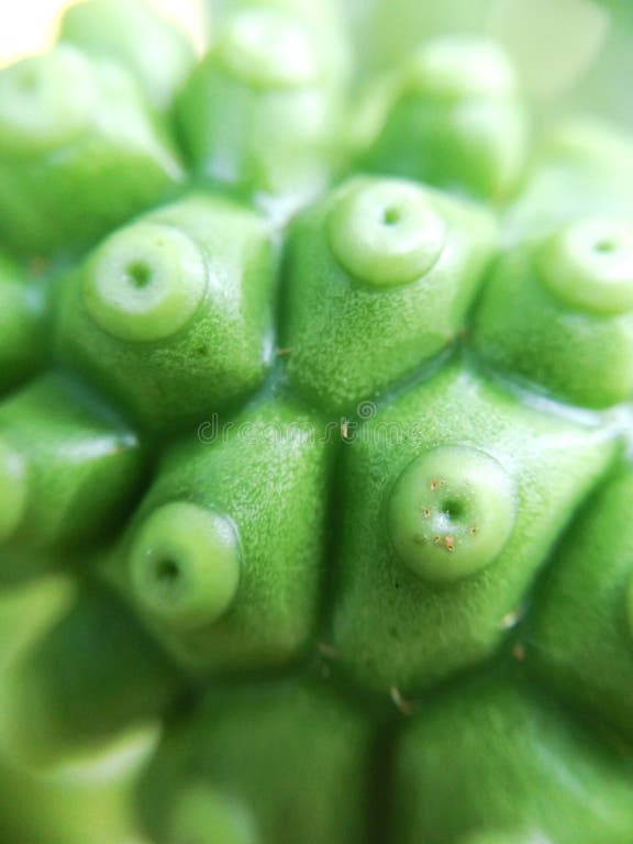 Dots Texture of Green Beach Mulberry Stock Photo - Image of beach ...