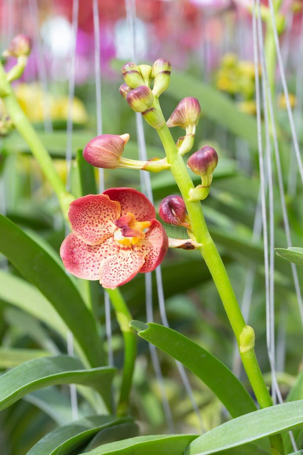 Dotted Brown Vanda Orchid and Green Leaves Stock Photo - Image of brown ...