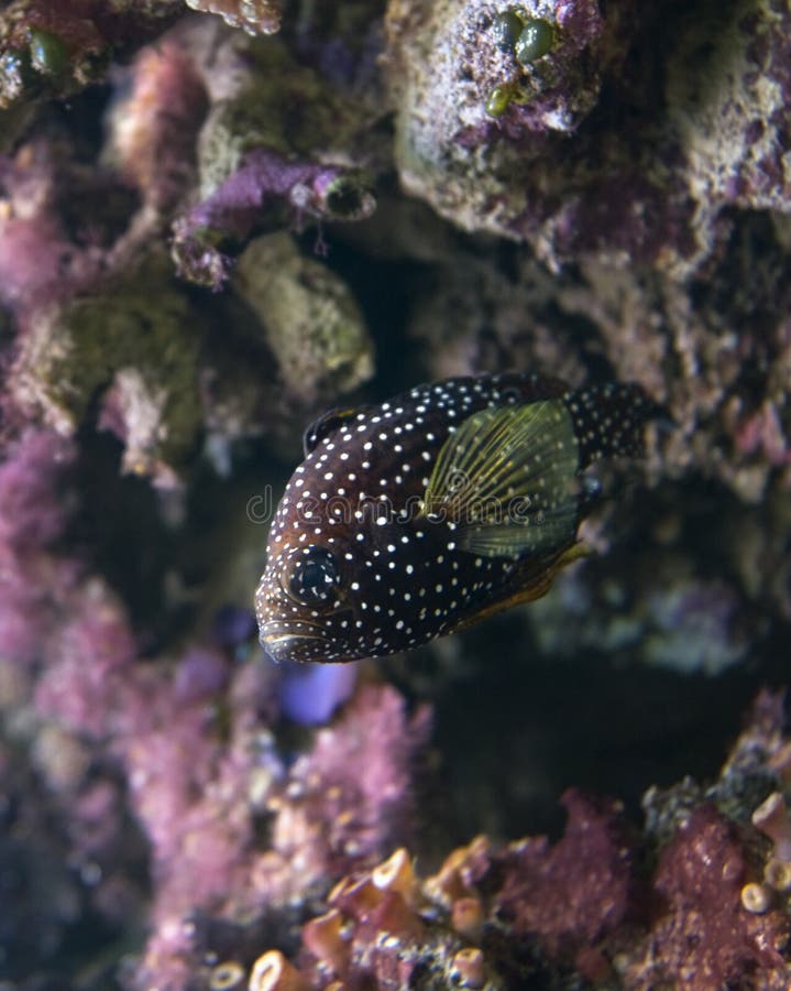 Dotted butterfly fish stock image. Image of animal, reef - 32427835
