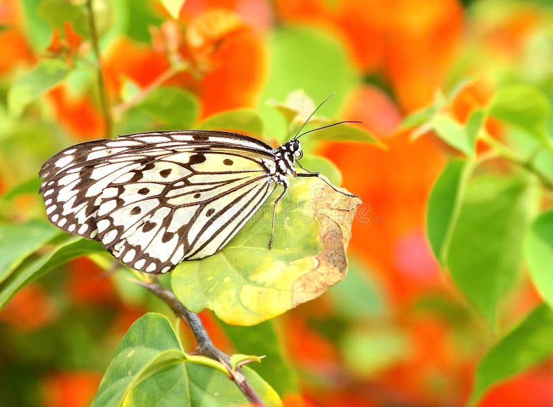 Dotted Butterfly (Idea Leuconoe) Stock Photo - Image of insect, single ...