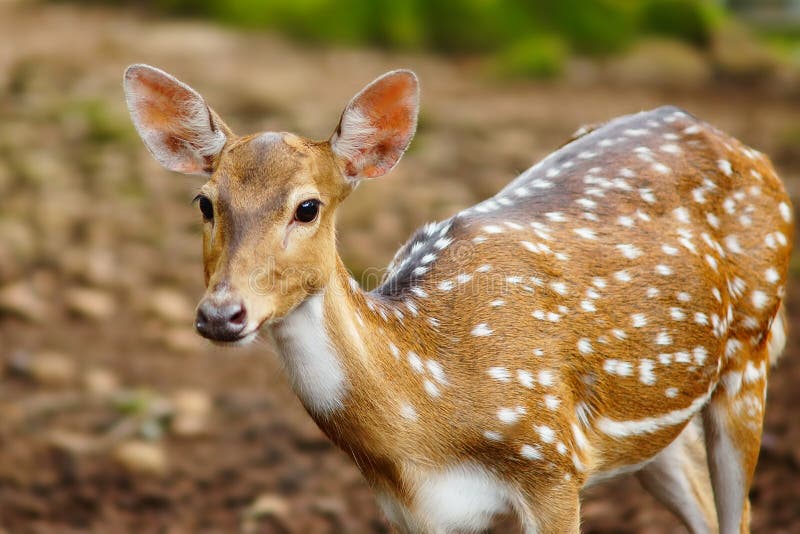 Dotted Deer stock image. Image of totol, animal, rusa - 117762129