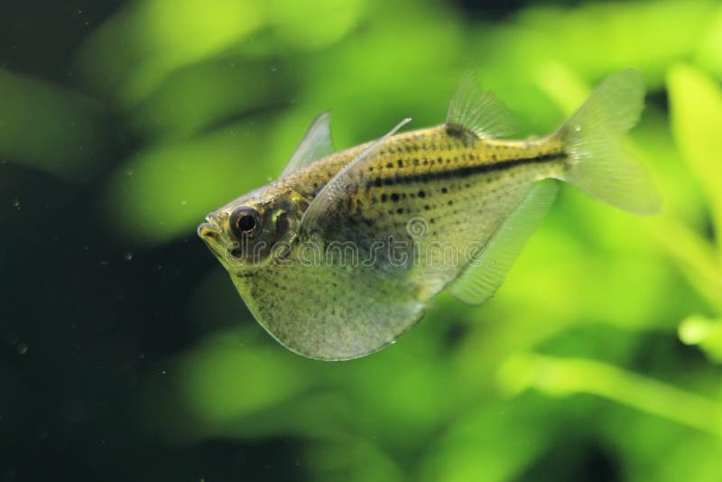 Dotted hatchet fish stock photo. Image of carnivorous - 25816924