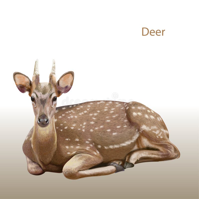 Sitting Deer Stock Illustrations – 1,483 Sitting Deer Stock ...