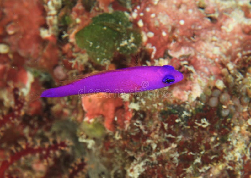 Magenta dottyback imagen de archivo. Imagen de salto - 29135199