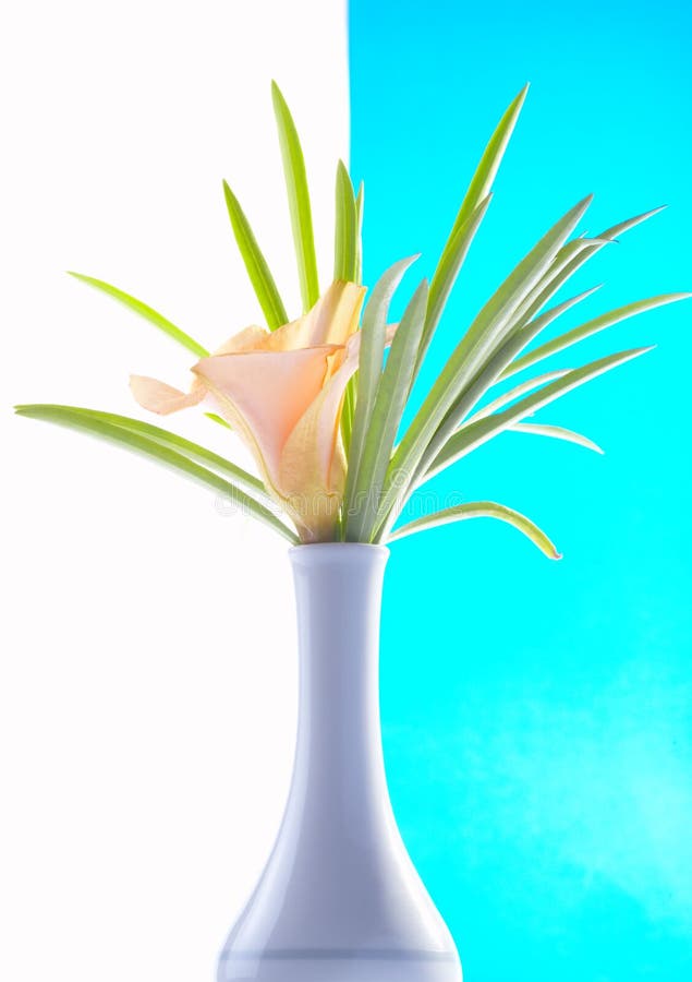 Double back flower stock image. Image of bouquet, vessel - 2036907
