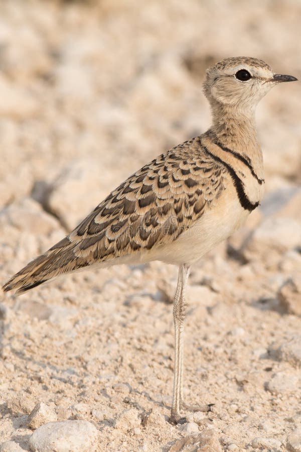 Double Banded Courser Bird stock image. Image of africanus - 72996351