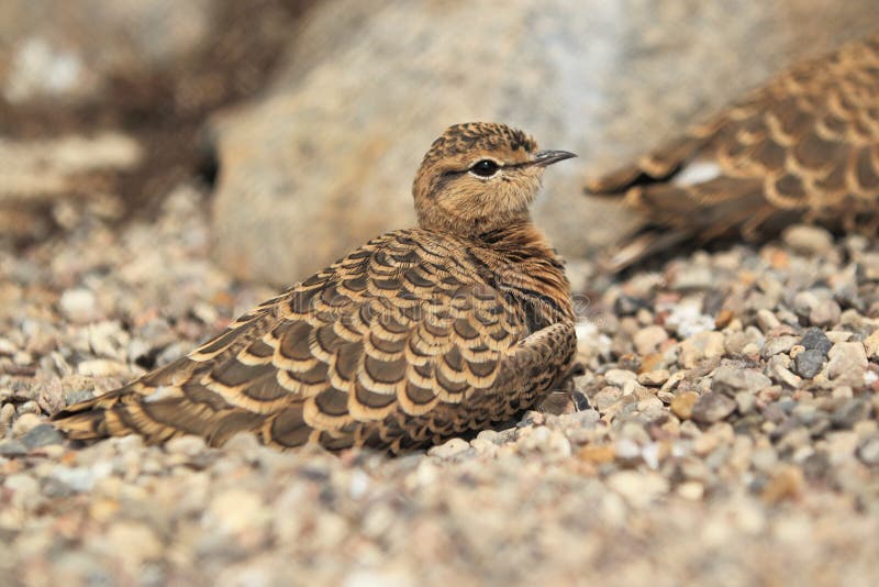 Double-banded courser stock photo. Image of rocky, africanus - 49066314