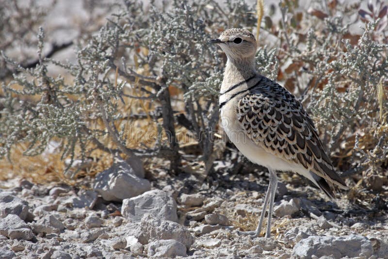 Double-banded Courser stock image. Image of perch, small - 12501399