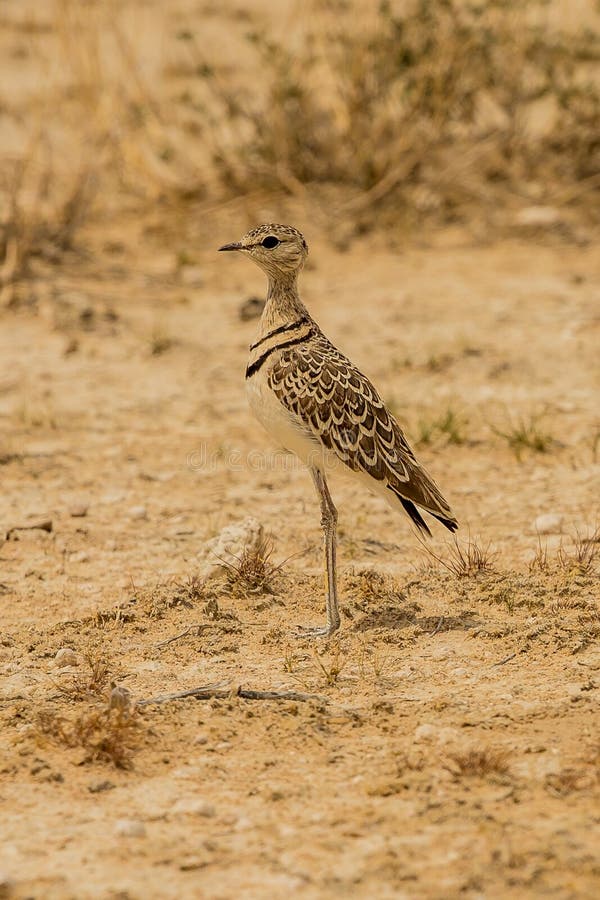 Double-Banded Courser Rhinoptilus Africanus Stock Photo - Image of ...