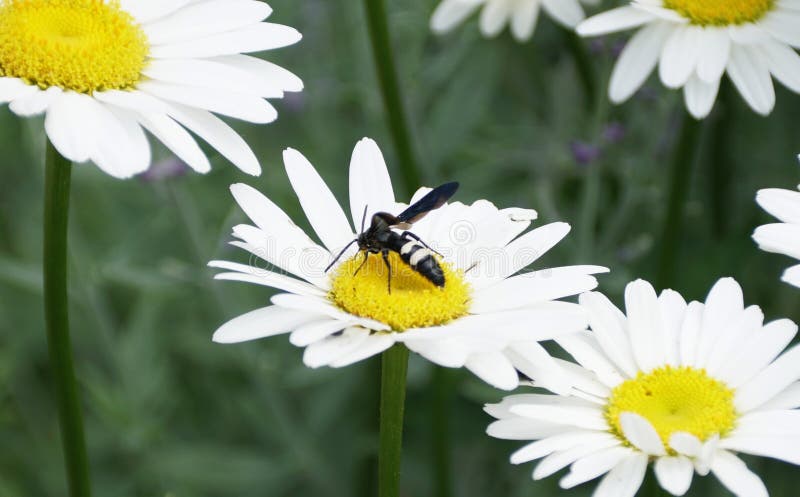 A Double-banded Scoliid Wasp Pollinating White Daisy Flower Stock Photo ...