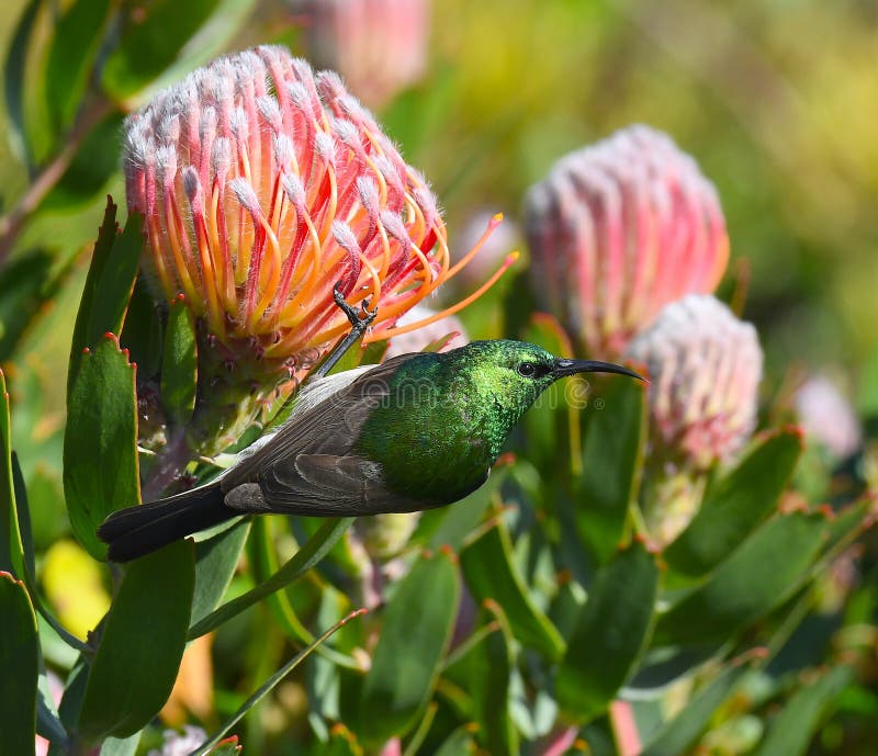 A double banded sunbird stock image. Image of branch - 257597519