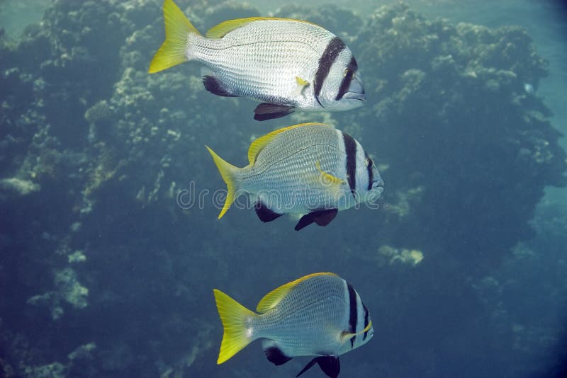 Double Bar Bream (acanthopagrus Bifasciatus) Stock Image - Image of ...