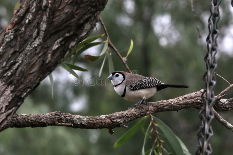 Double Bar Finch Stock Photos - Free & Royalty-Free Stock Photos from ...