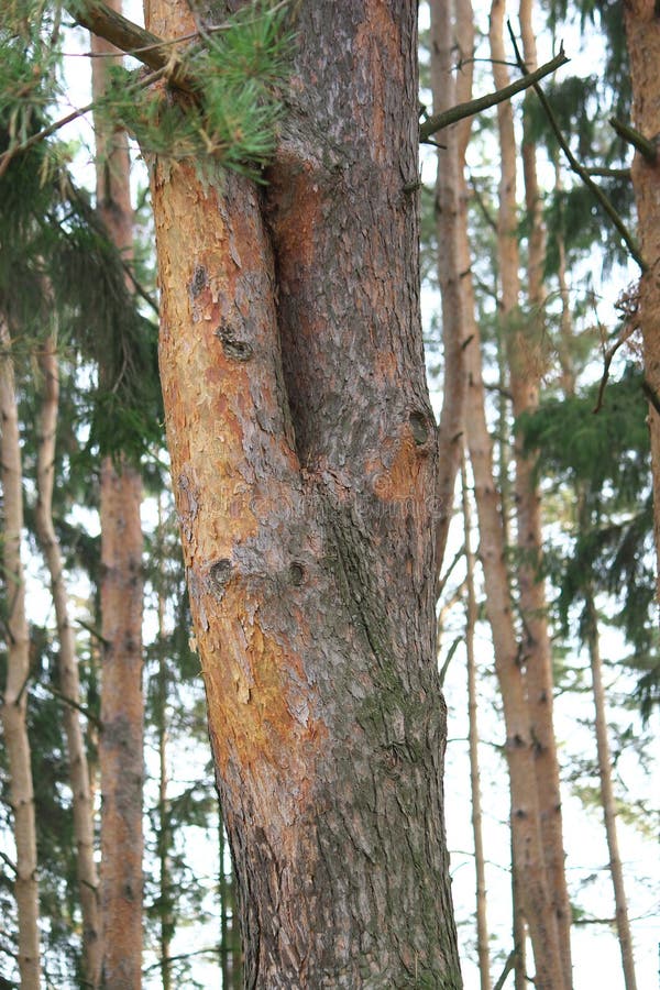 Double, Beautiful Pine Tree in a Dense Pine Forest. Stock Image - Image ...