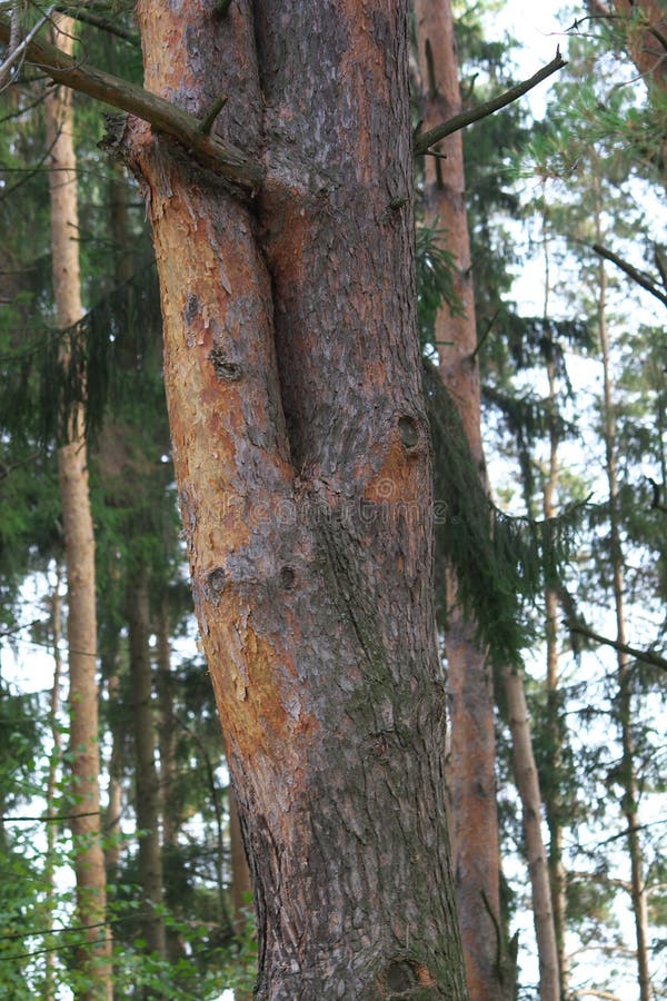 Double, Beautiful Pine Tree in a Dense Pine Forest. Stock Photo - Image ...