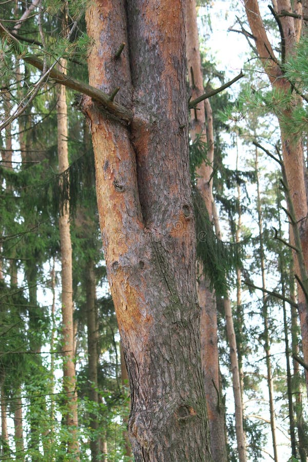 Double, Beautiful Pine Tree in a Dense Pine Forest. Stock Photo - Image ...