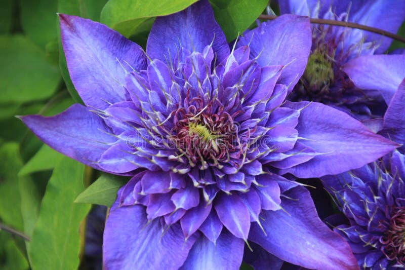 Double Blue Clematis Flower Blooming in the Spring Stock Image - Image ...