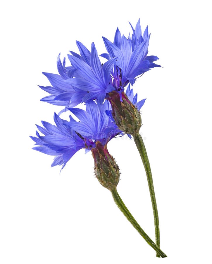 Beautiful Blue Cornflower Isolated on White Background. Selective Focus ...