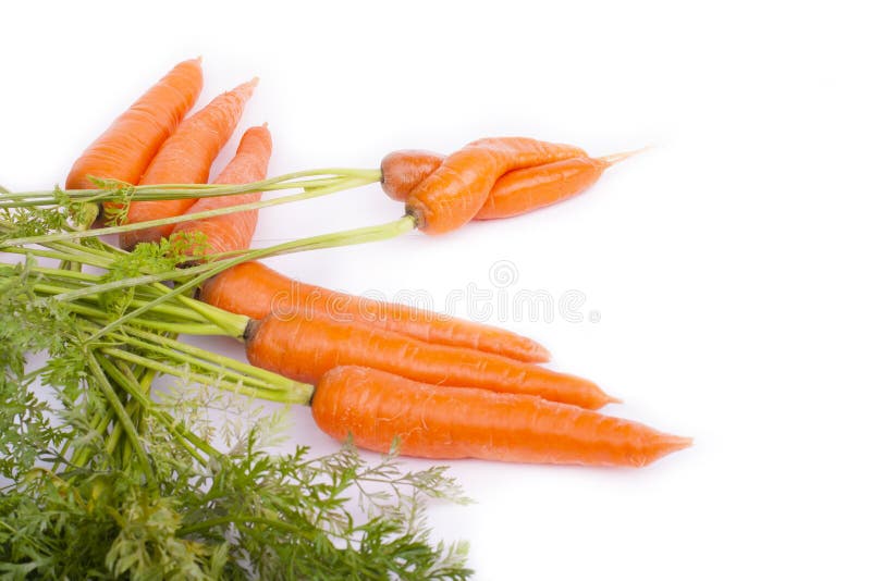 Double Carrot stock image. Image of natural, double, legs - 33408215