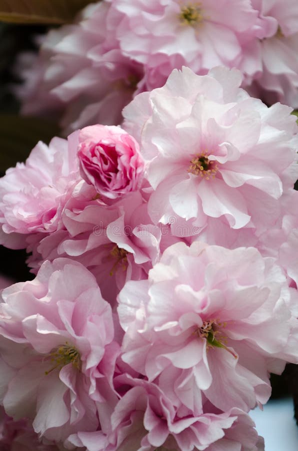 Double cherry blossoms stock image. Image of double, pink - 41765647