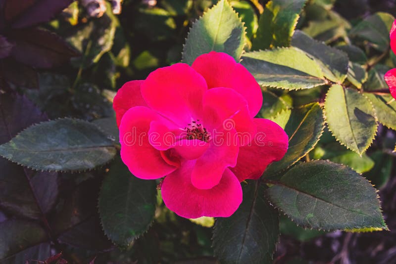 Double Cinnamon Rose with Sunlight in the Garden Stock Image - Image of ...