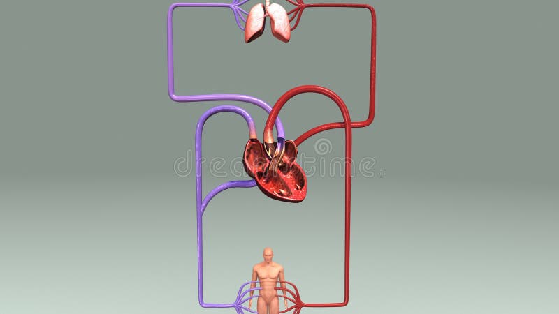 Double circulation illustration stock. Illustration du biotechnologie ...